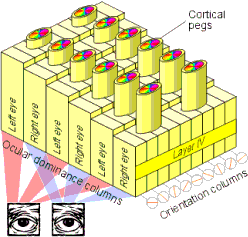 The role of experience in the development of vision